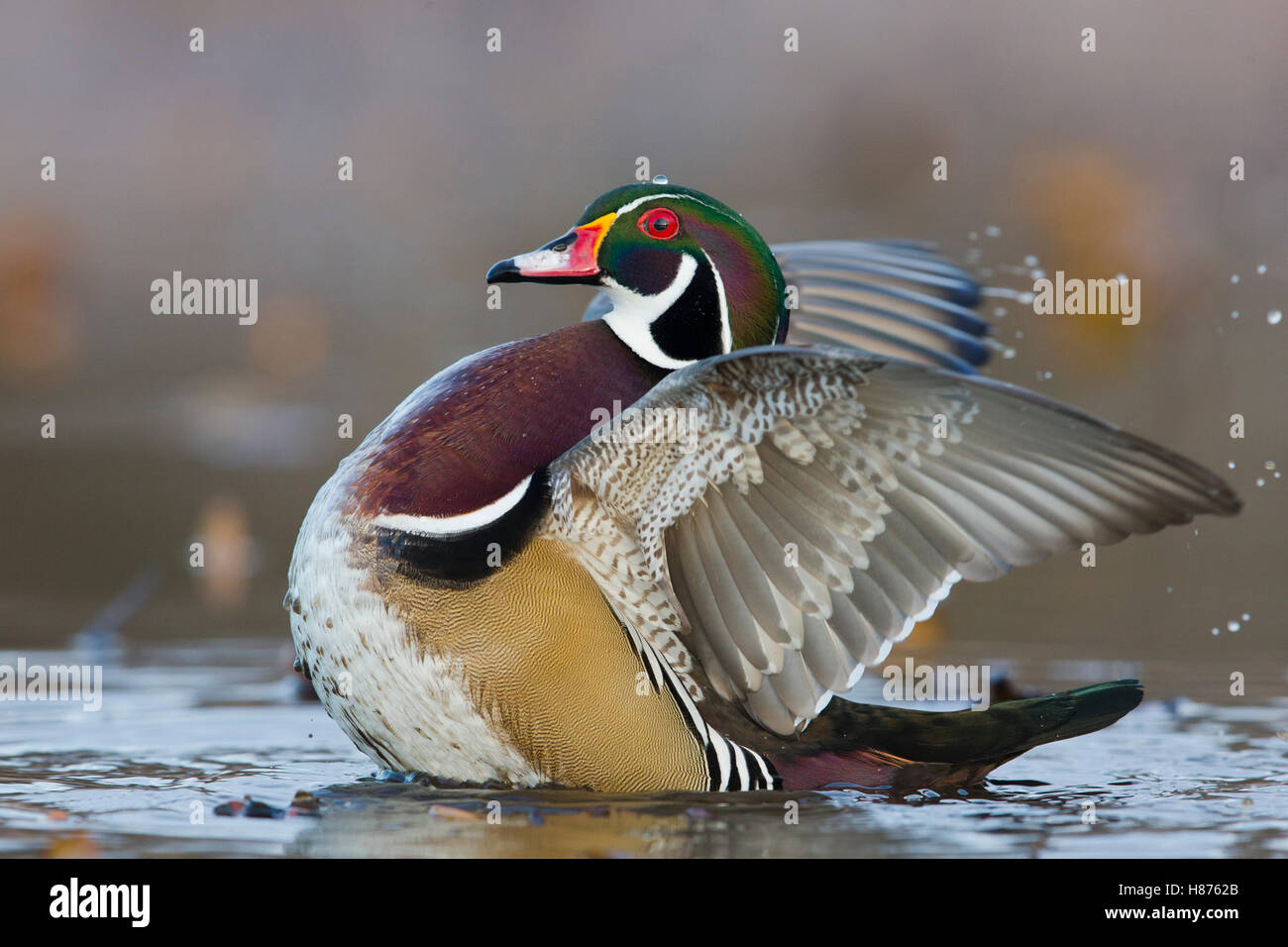 Wood Duck (Aix sponsa) drake stretching wings, central Montana Stock ...