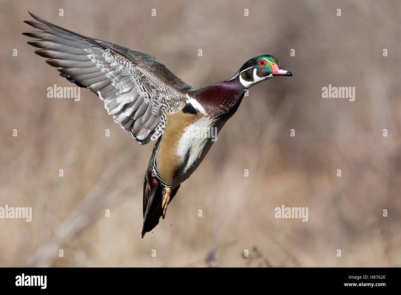 Wood Duck (Aix sponsa) drake flying, central Montana Stock Photo - Alamy