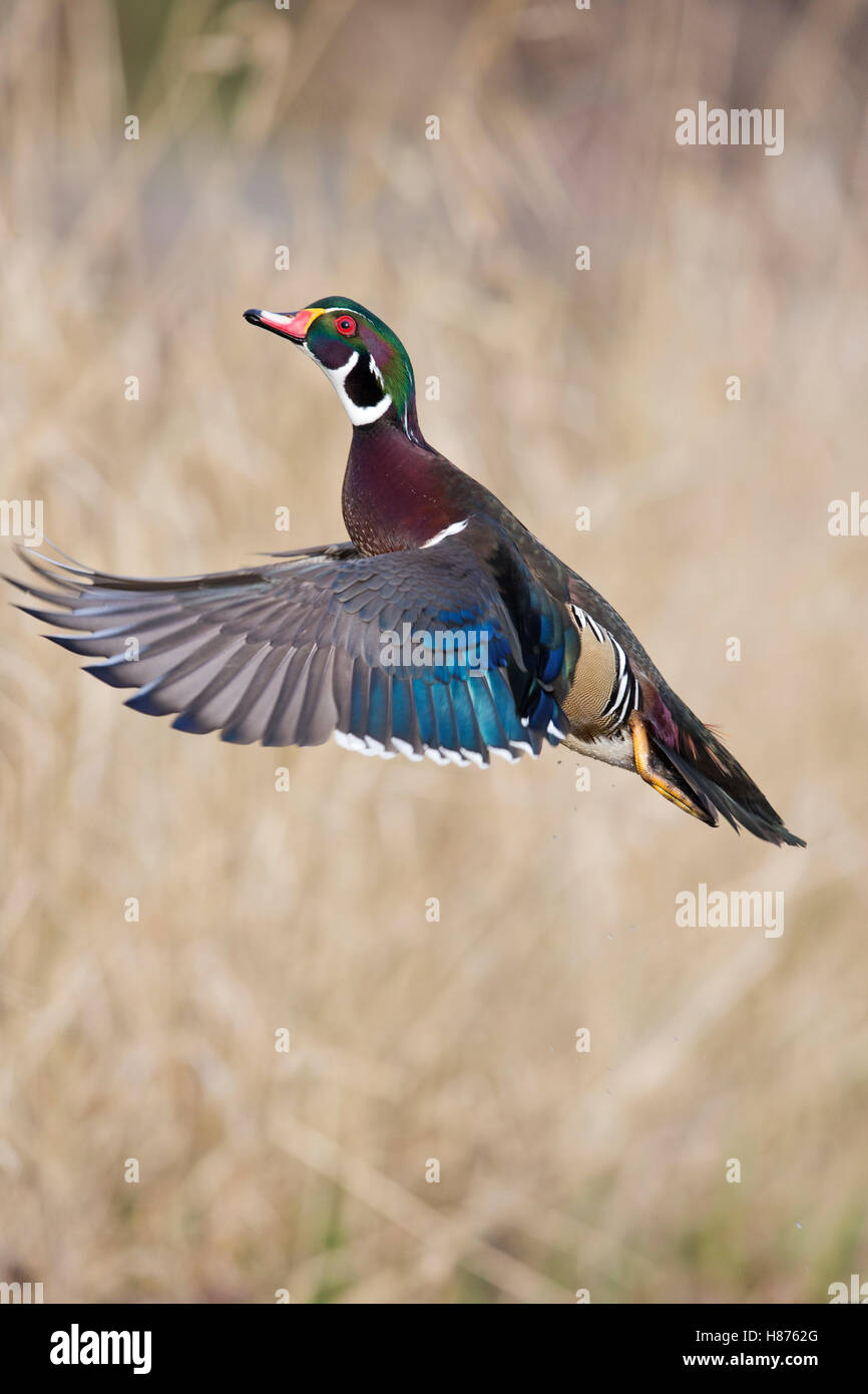 Wood Duck (Aix sponsa) drake flying, central Montana Stock Photo - Alamy
