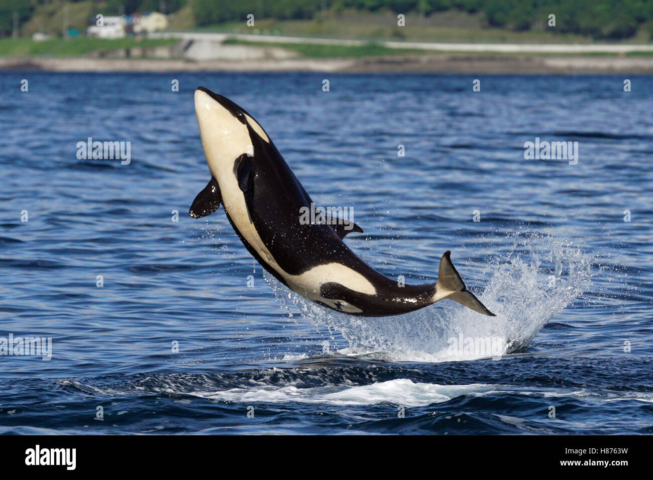 Orca (Orcinus orca) juvenile jumping, Hokkaido, Japan Stock Photo - Alamy