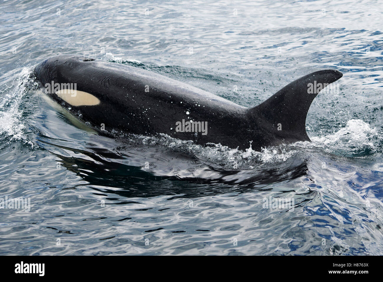 Orca (Orcinus orca) surfacing, Hokkaido, Japan Stock Photo - Alamy