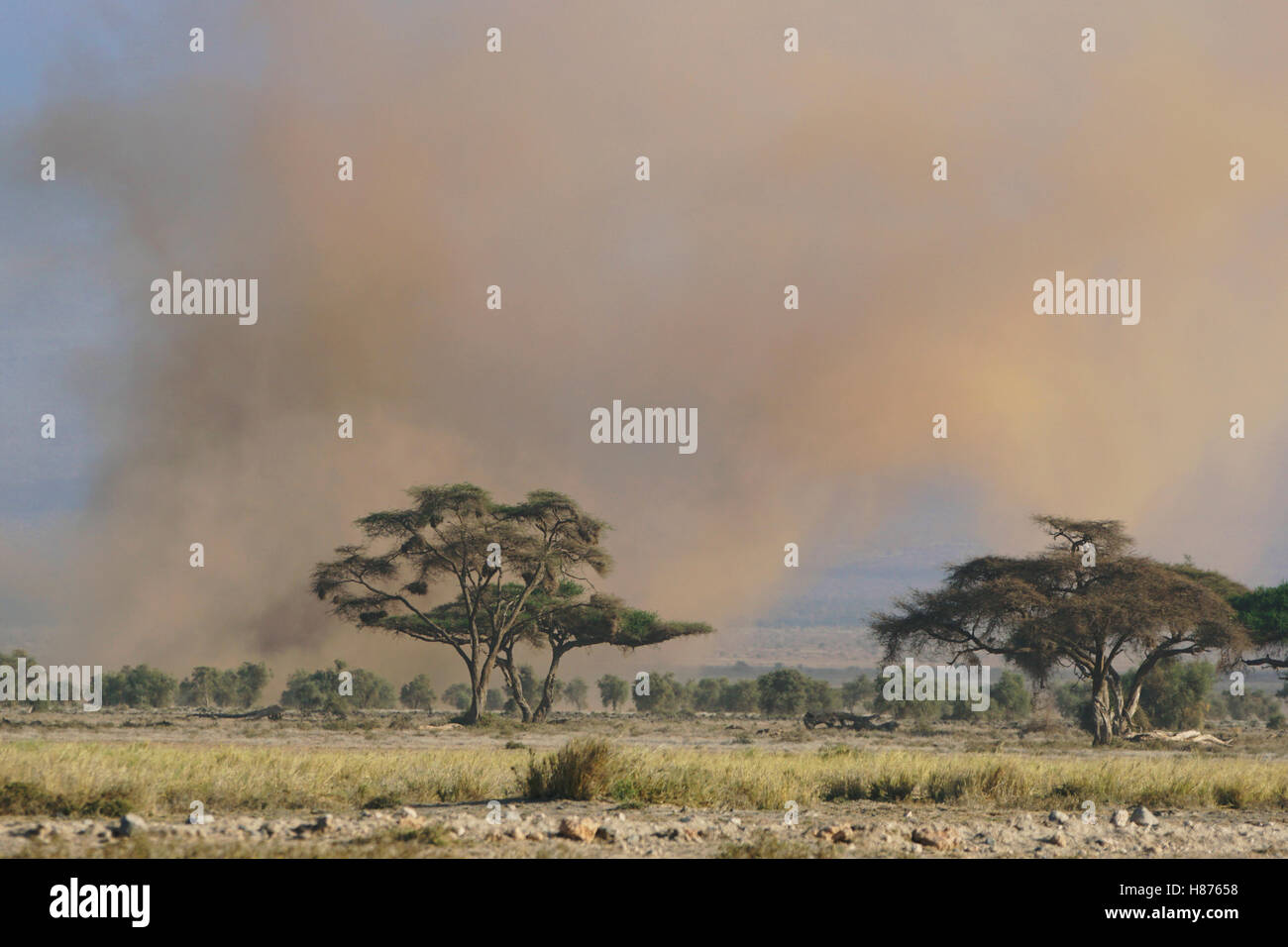 Sandstorm over the savannah, Amboseli National Park, Kenya Stock Photo ...