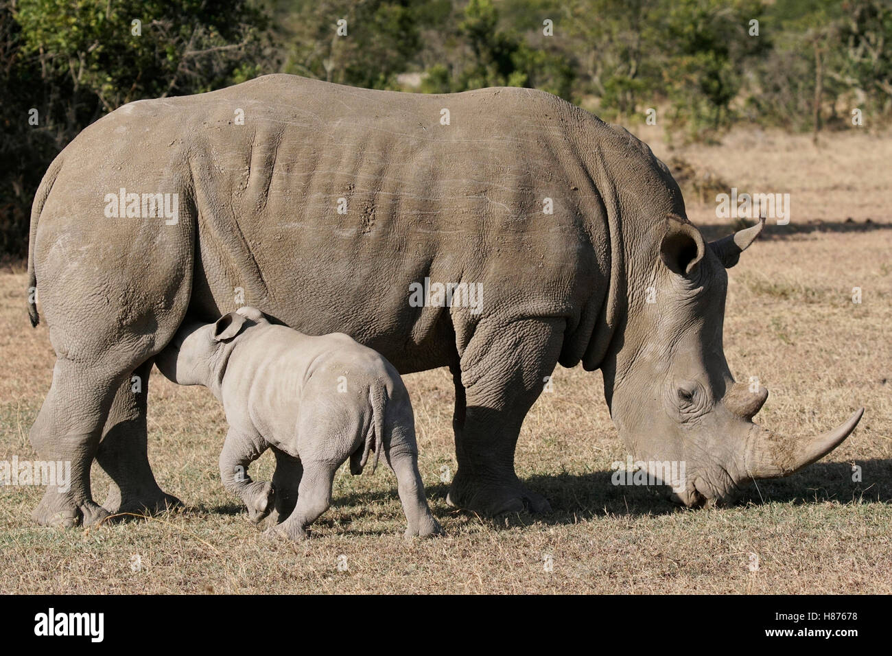 White Rhinoceros (Ceratotherium simum) mother nursing calf, Solio Game Reserve, Kenya Stock ...