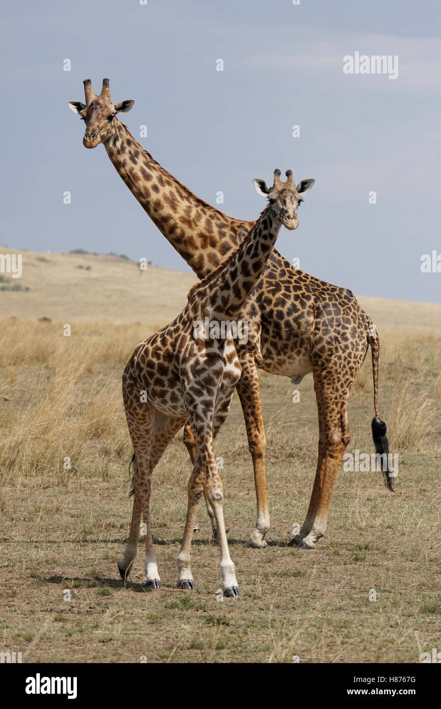 Masai Giraffe (Giraffa camelopardalis tippelskirchi) male and female, Masai Mara, Kenya Stock ...