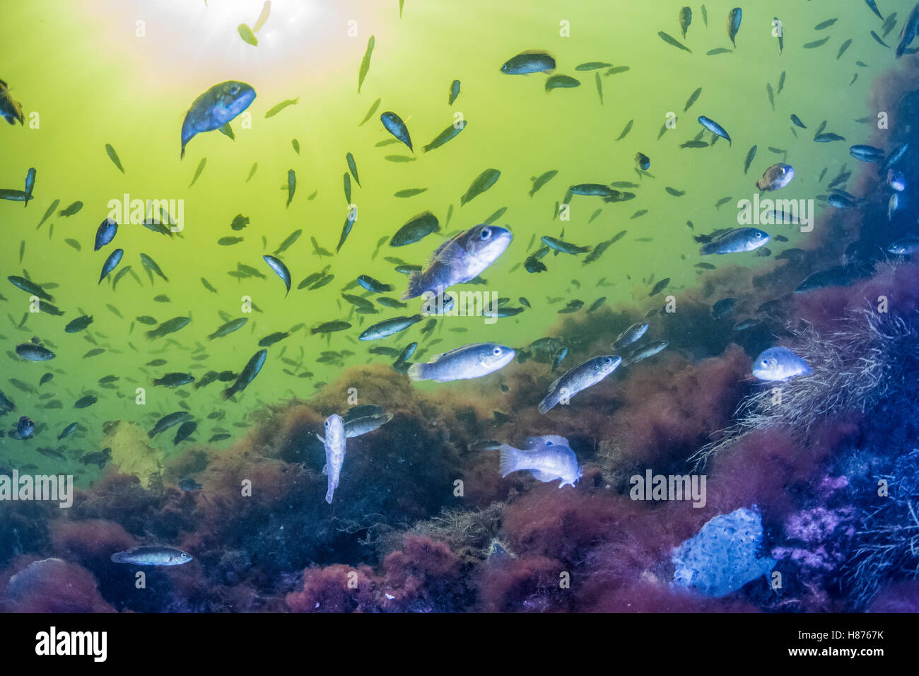 Cunner (Tautogolabrus adspersus) school, Gros Morne National Park ...