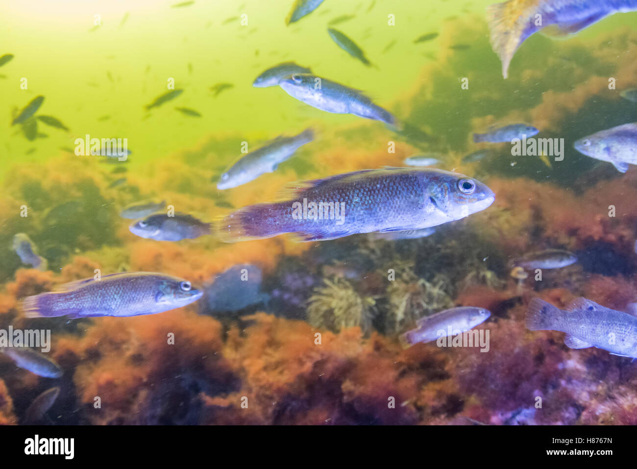 Cunner (Tautogolabrus adspersus) school, Gros Morne National Park ...