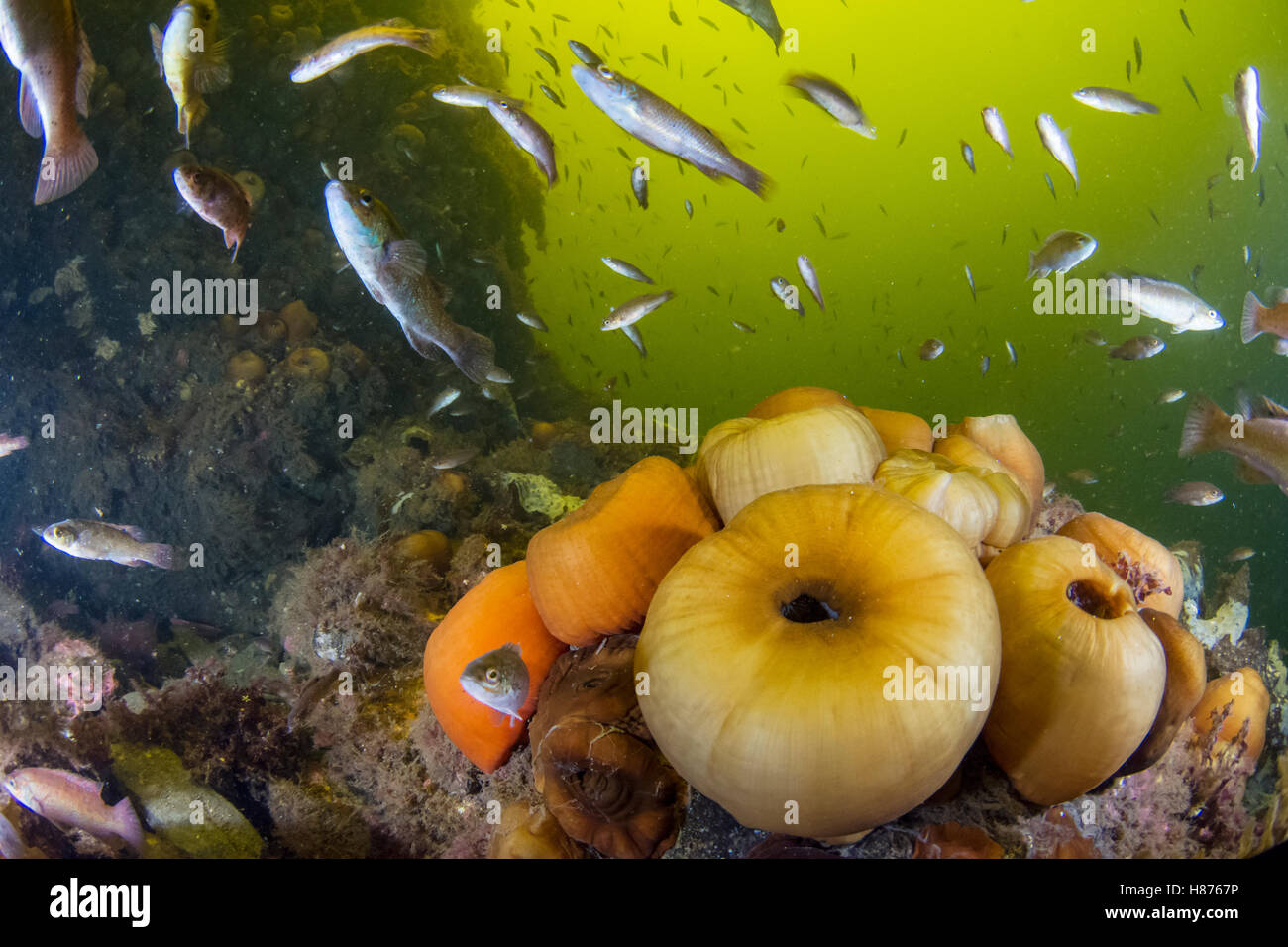 Cunner (Tautogolabrus adspersus) school near sea anemones, Gros Morne ...