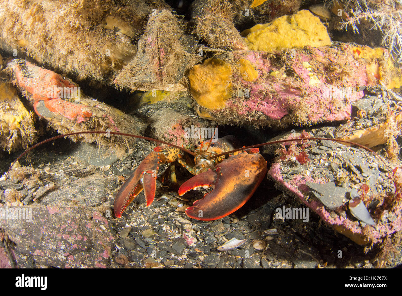 American Lobster (Homarus americanus) in crevice, Bonne Bay ...