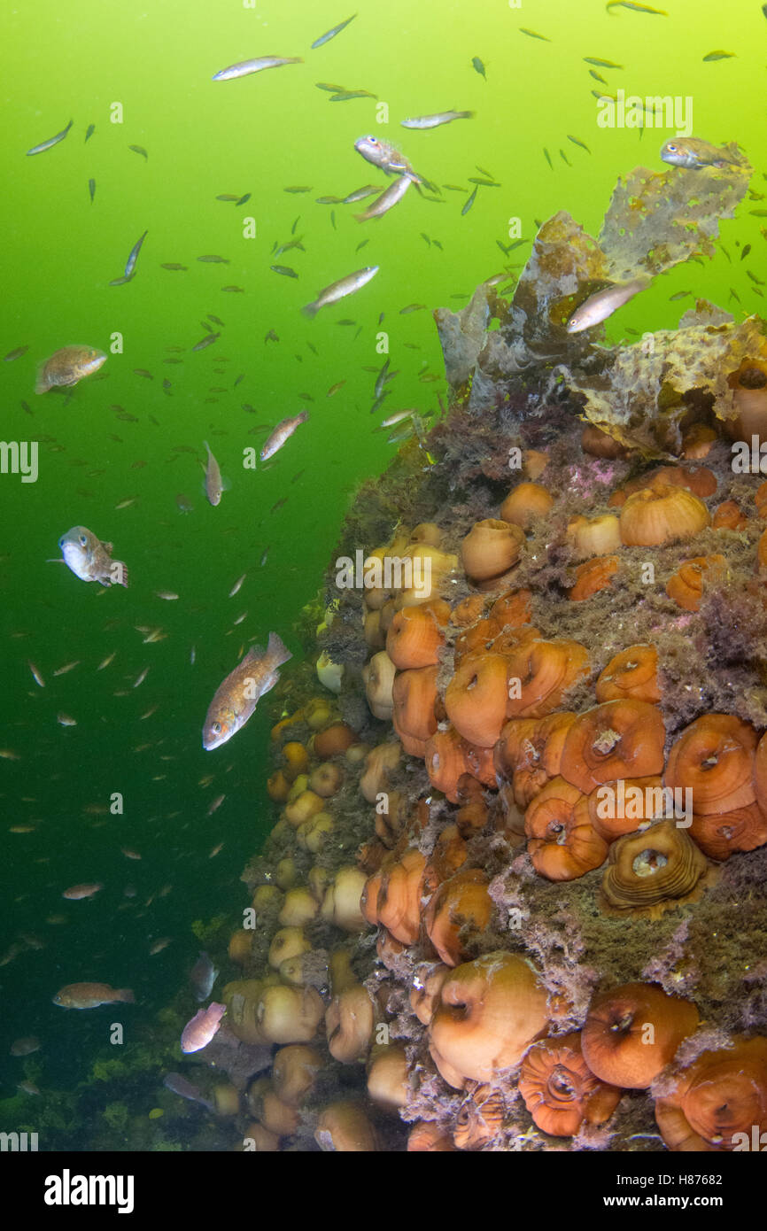 Cunner (Tautogolabrus adspersus) school and sea anemones, Gros Morne ...