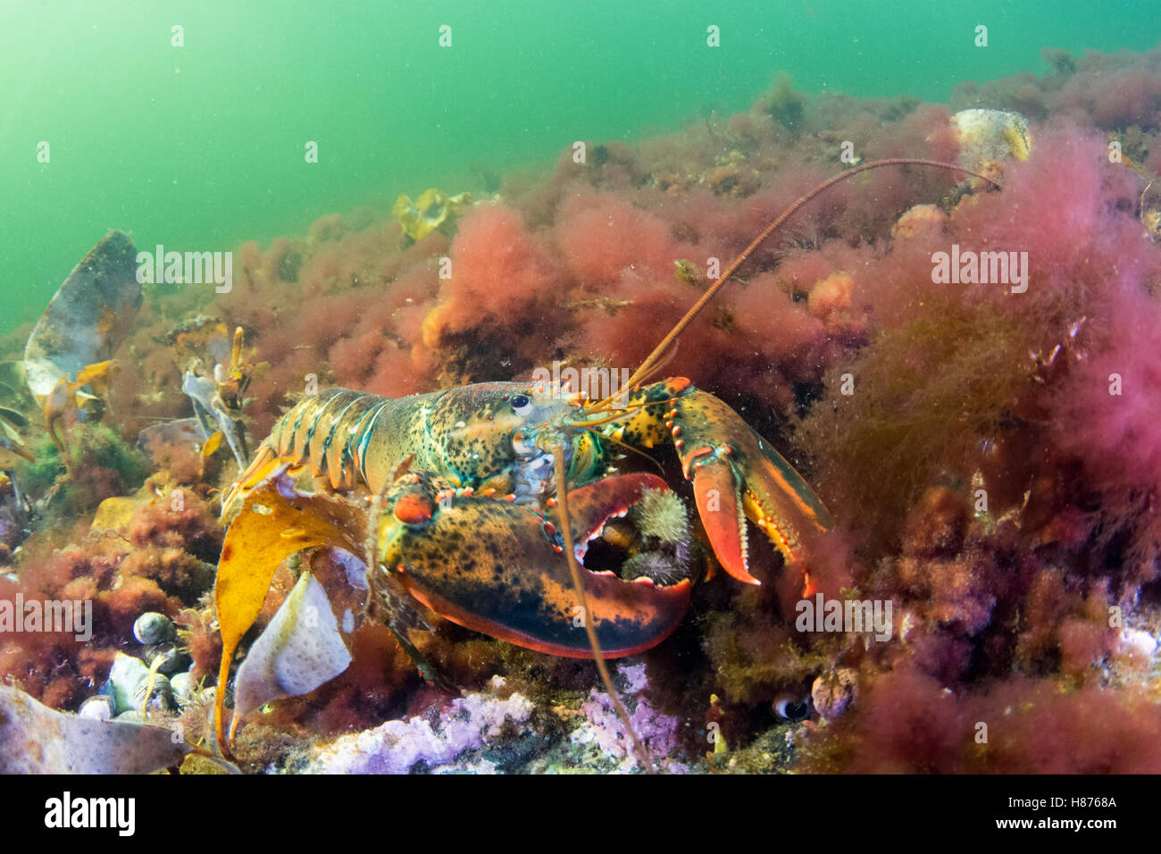 American Lobster (Homarus americanus) feeding on sea urchin, Bonne Bay ...