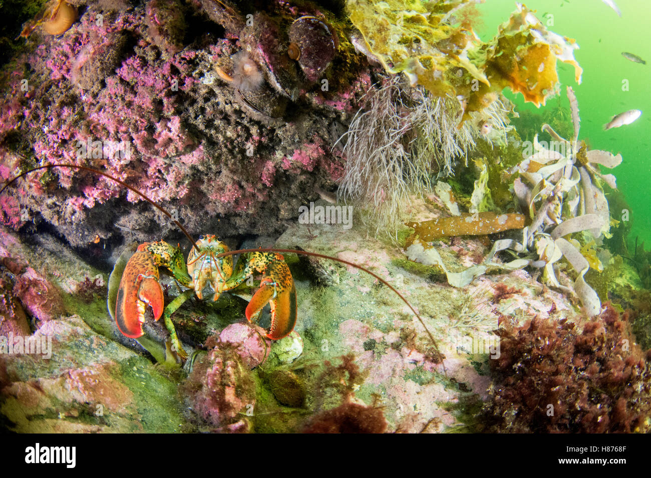 American Lobster (Homarus americanus) in reef, Bonne Bay, Newfoundland ...