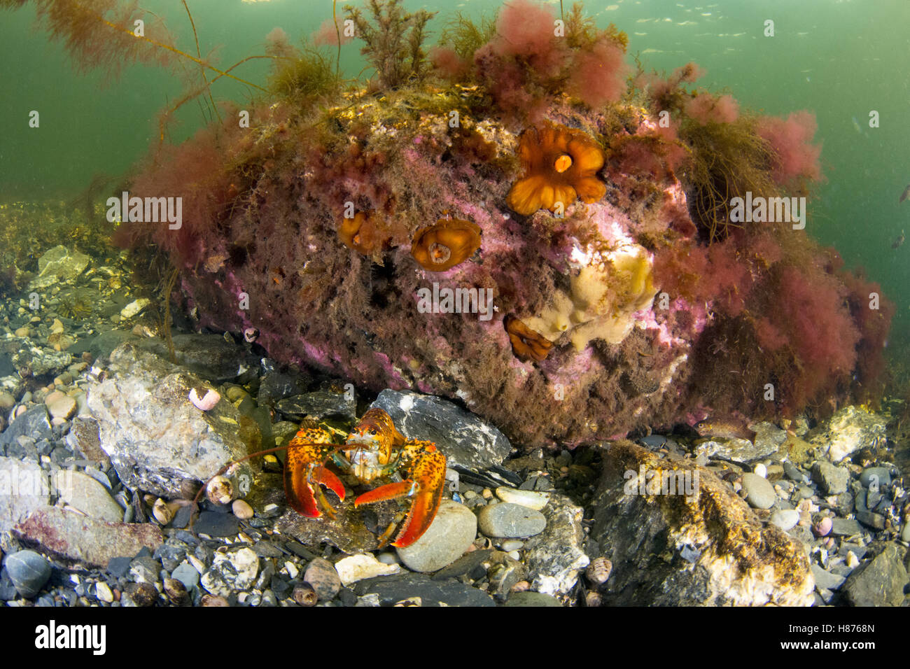 American Lobster (Homarus americanus) in reef, Bonne Bay, Newfoundland ...