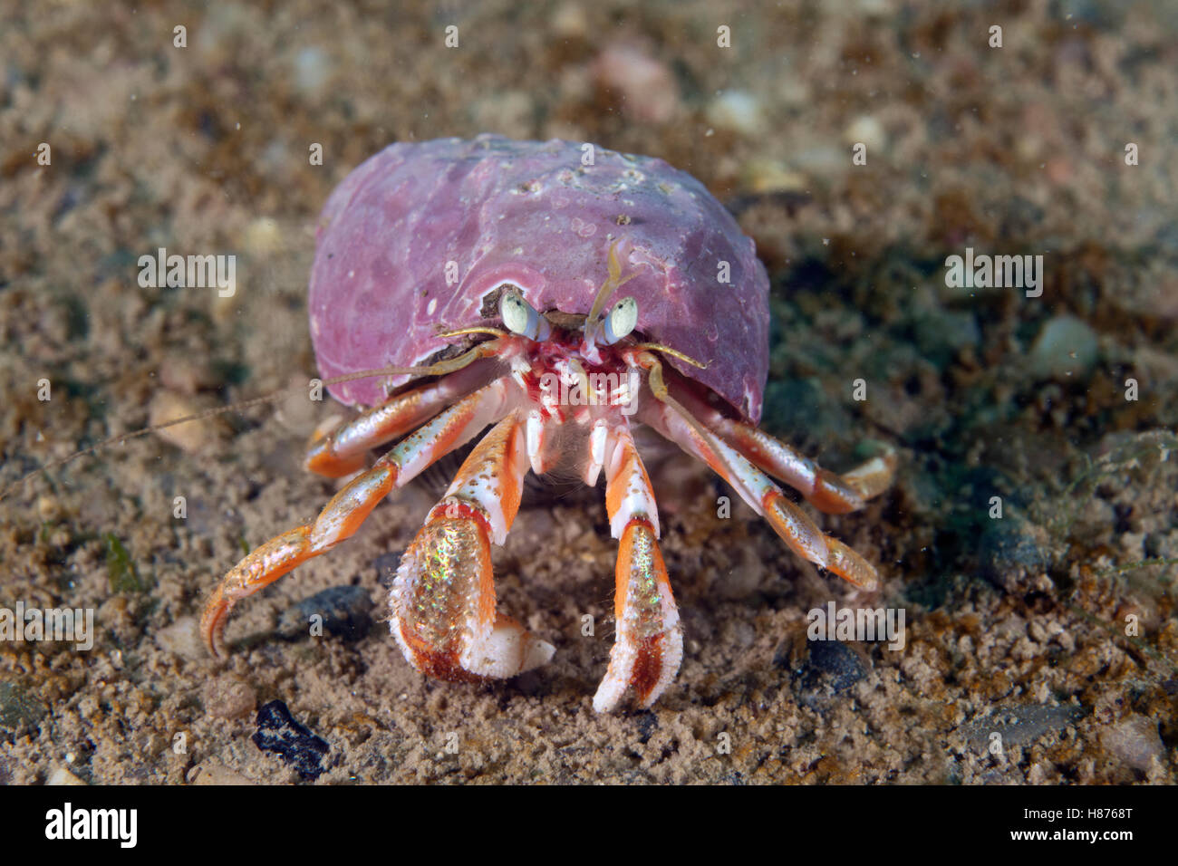Acadian Hermit Crab (Pagurus acadianus), Bay of Fundy, Maine Stock ...