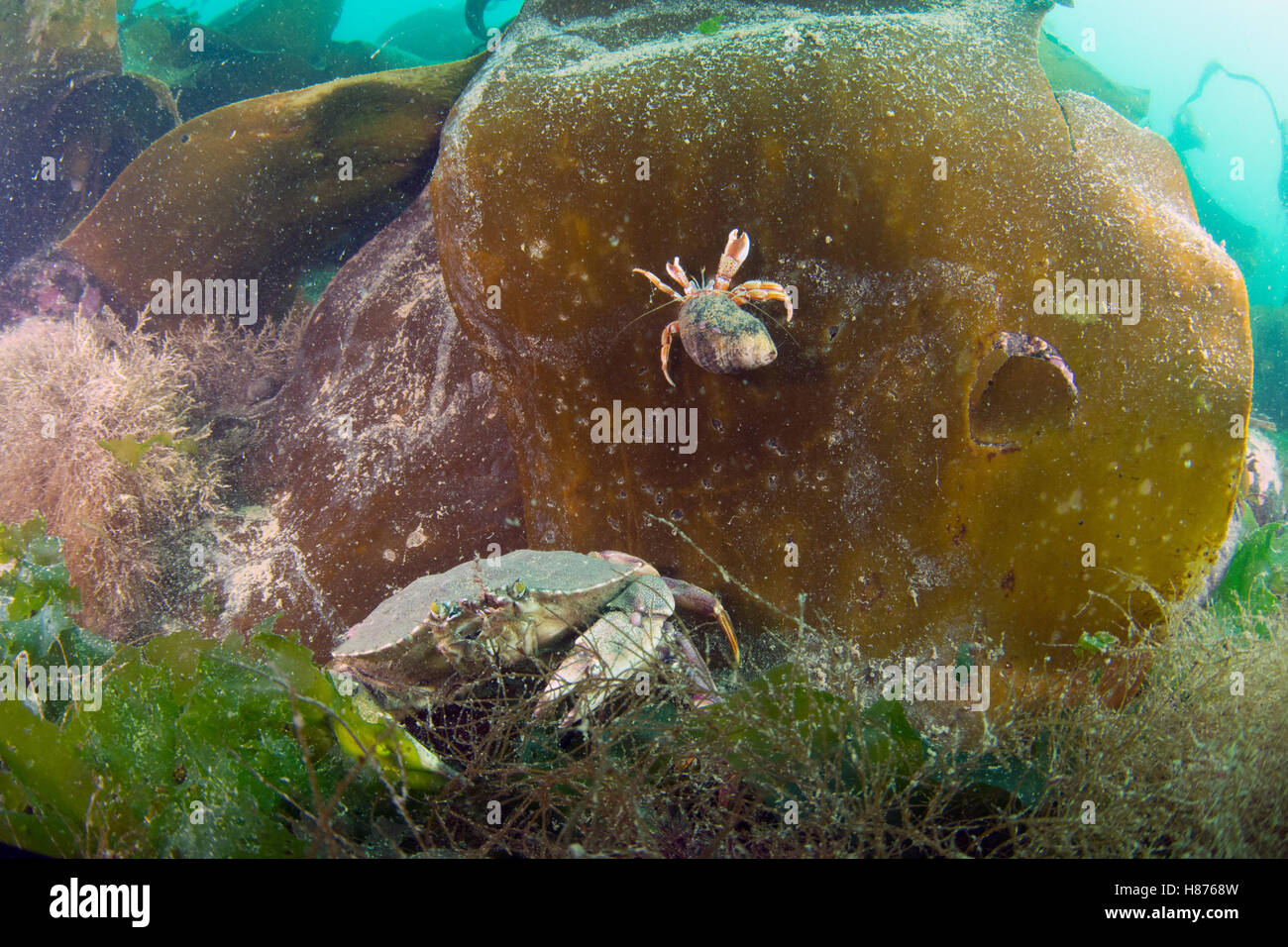 Atlantic Rock Crab (Cancer irroratus) and Acadian Hermit Crab (Pagurus ...