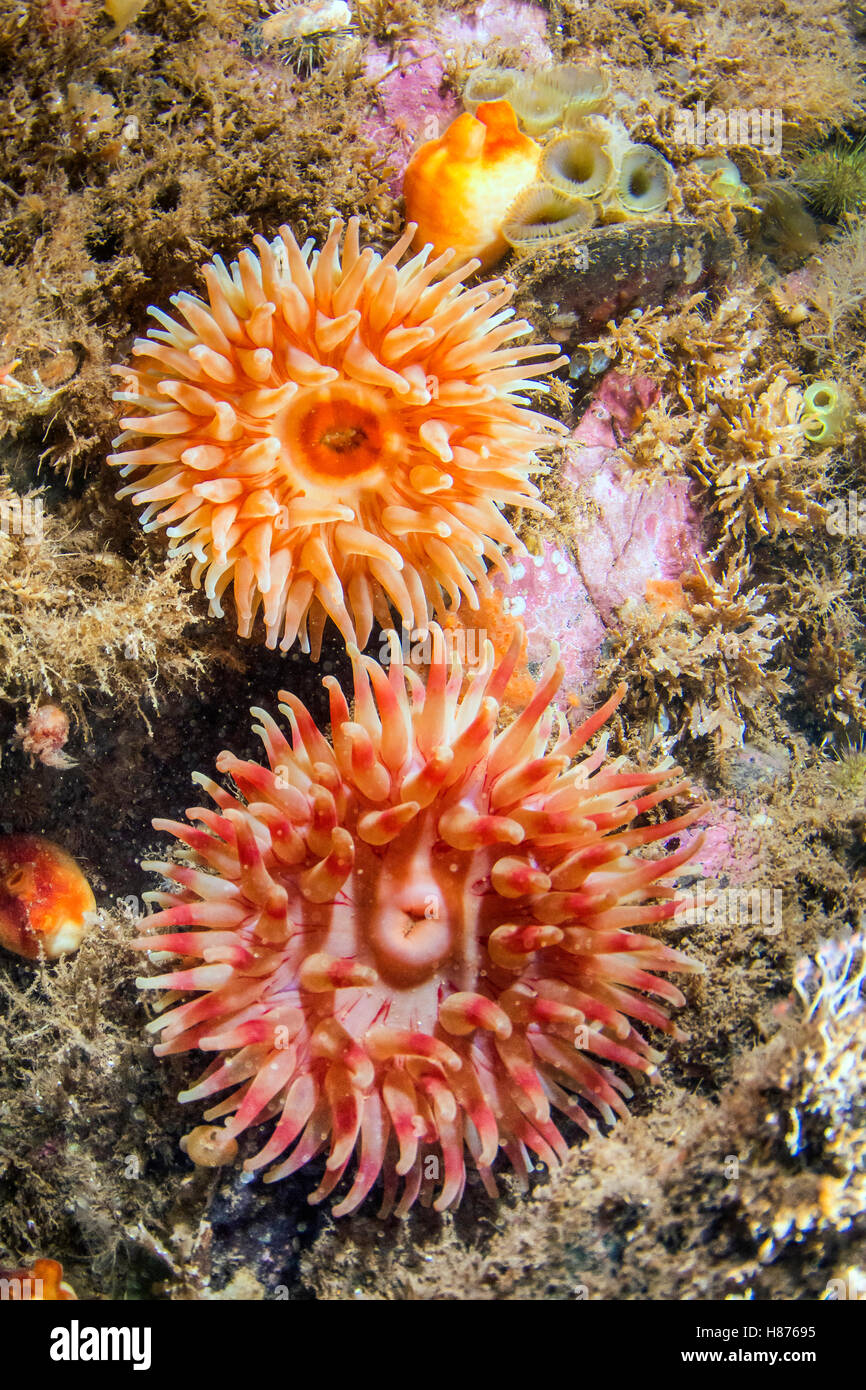 Northern Red Sea Anemone (Tealia felina) pair, Passamaquoddy Bay, Maine ...