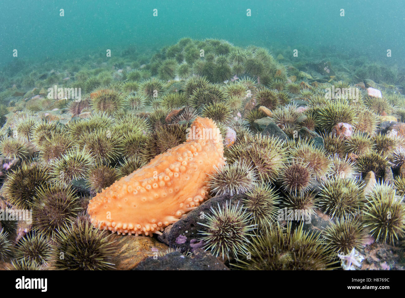 Green Sea Urchin (Strongylocentrotus droebachiensis) barren with Orange ...