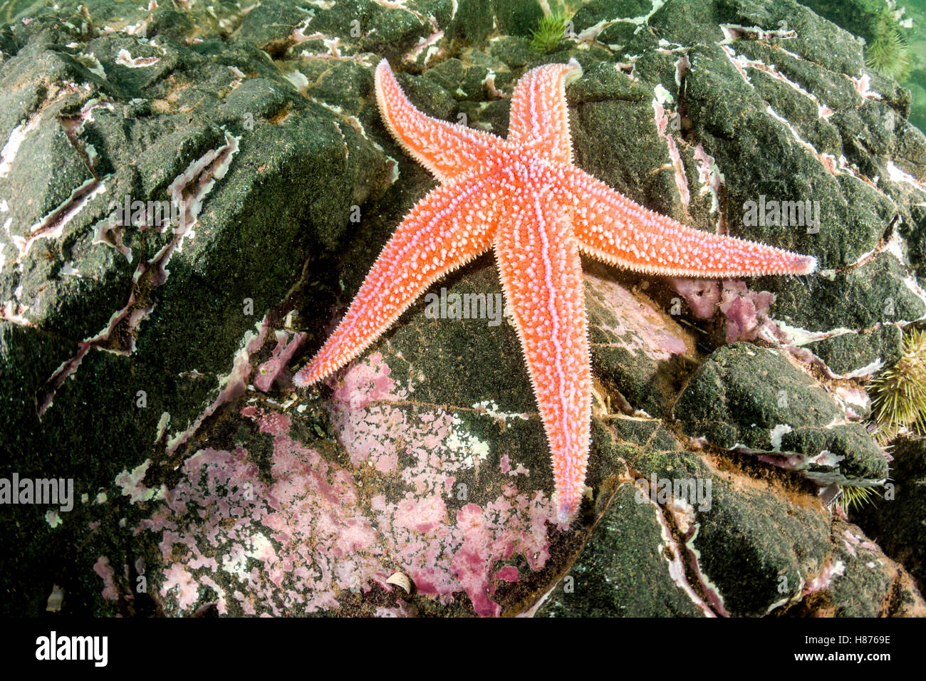 Northern Sea Star (Asterias vulgaris), Passamaquoddy Bay, Maine Stock Photo - Alamy