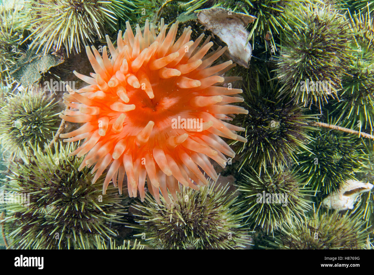 Northern Red Sea Anemone (Tealia felina) among Green Sea Urchins ...