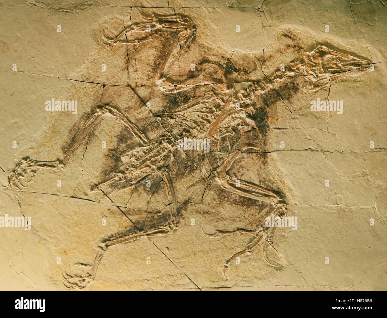 Confucius Bird (Confuciusornis sanctus) fossil, 120 million years old ...