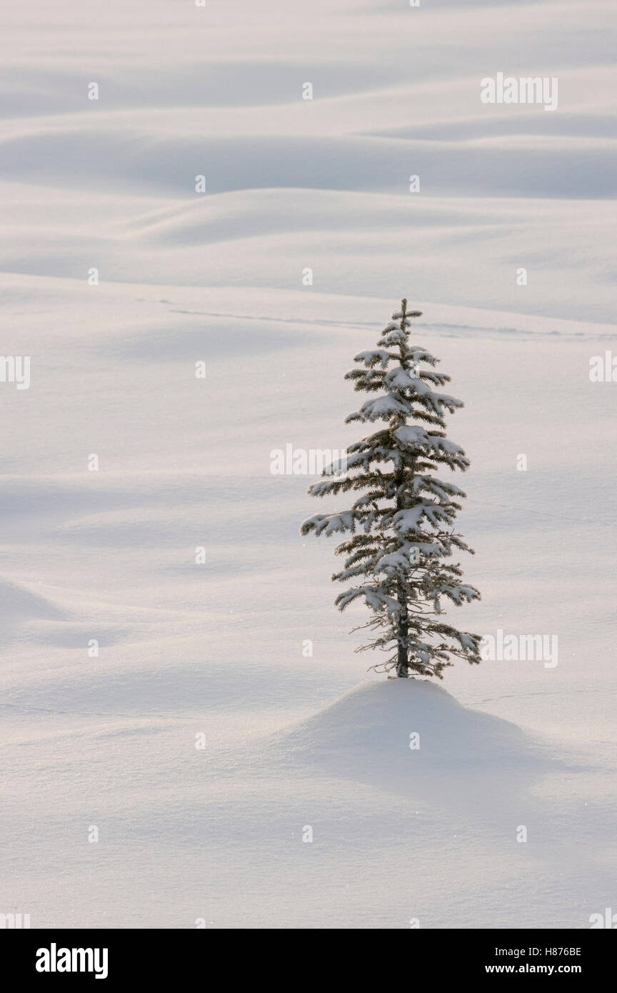 Coniferous tree in snow, Banff National Park, Alberta, Canada Stock ...