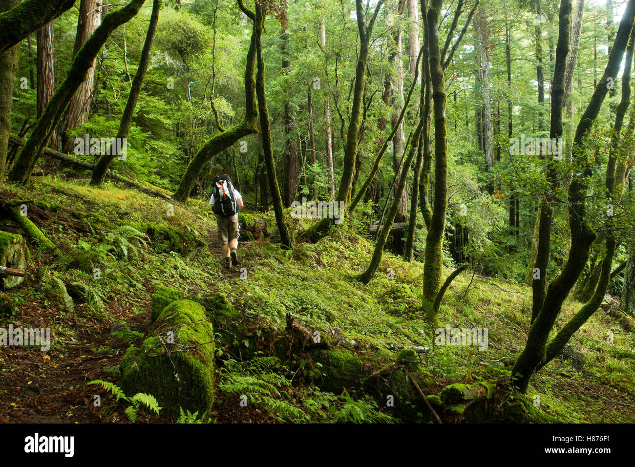 Backpacker hiking through deciduous forest, Pescadero Creek County Park ...