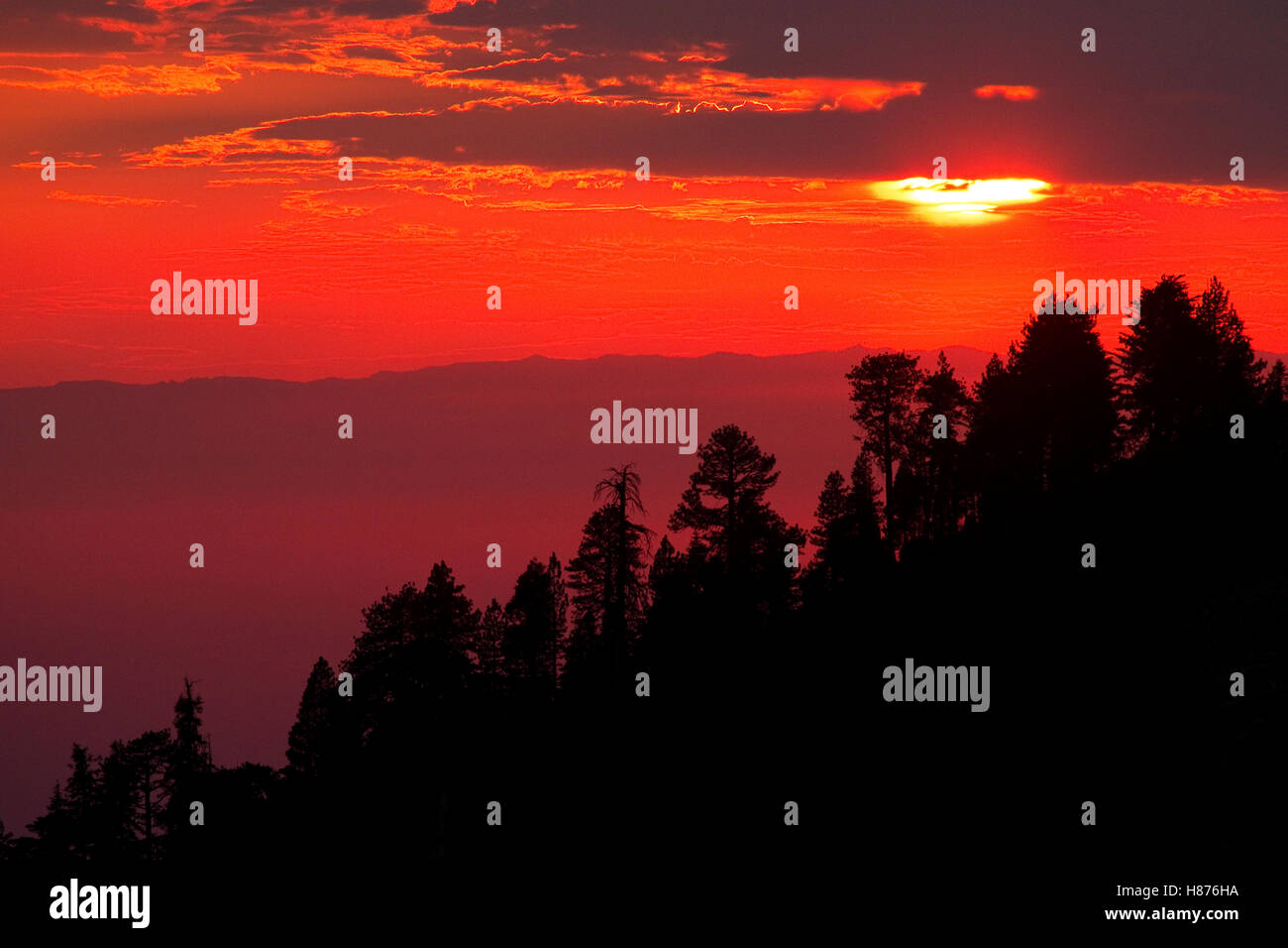 Giant Sequoia (Sequoiadendron giganteum) trees at sunset, Sierra Nevada ...