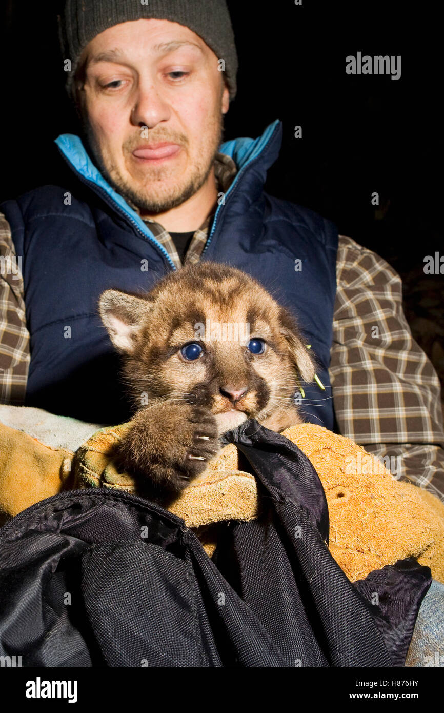 Mountain Lion (Puma concolor) biologist, Max Allen, holding six week ...