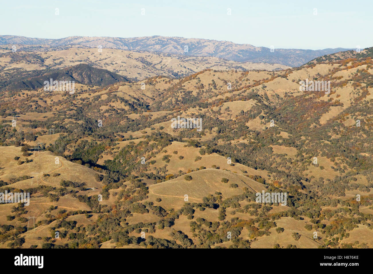 Oak (Quercus sp) trees in oak savanna on hillsides, Bay Area ...