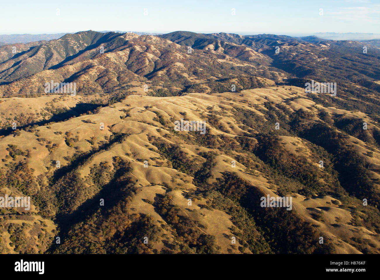 Oak (Quercus sp) trees in oak savanna on hillsides, Mount Hamilton, Bay ...
