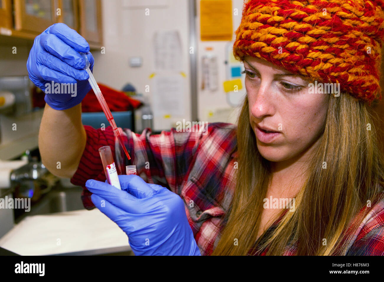 Mountain Lion (Puma concolor) biologist, Justine Alyssa Smith ...