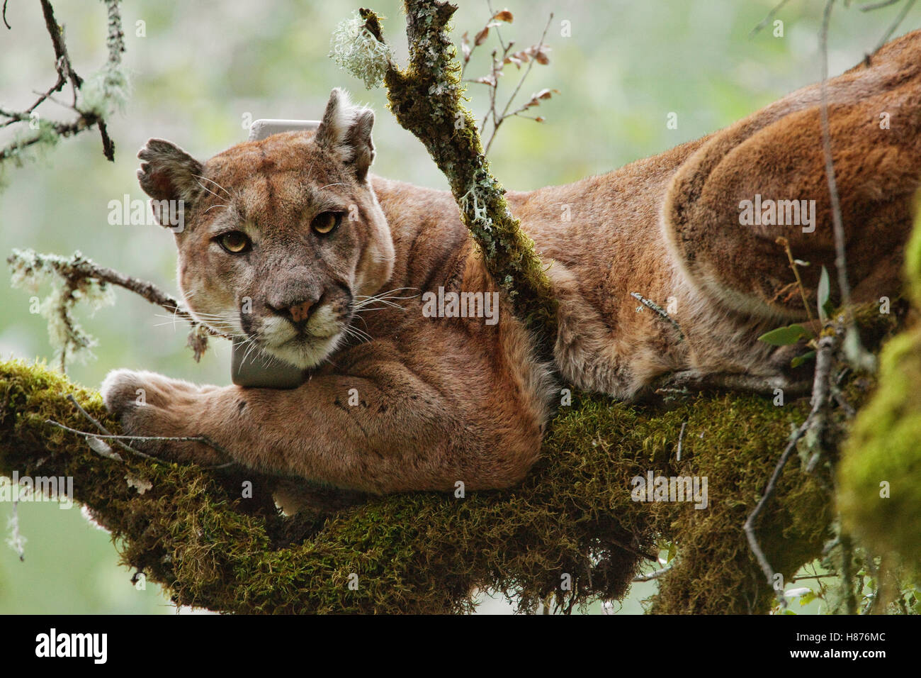 Mountain Lion (Puma concolor) male in tree during attempt to re-collar ...
