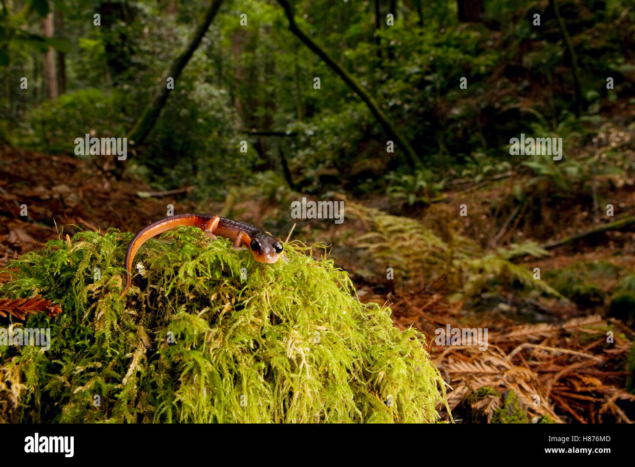 Yellow-eyed Ensatina (Ensatina eschscholtzii xanthoptica) male ...
