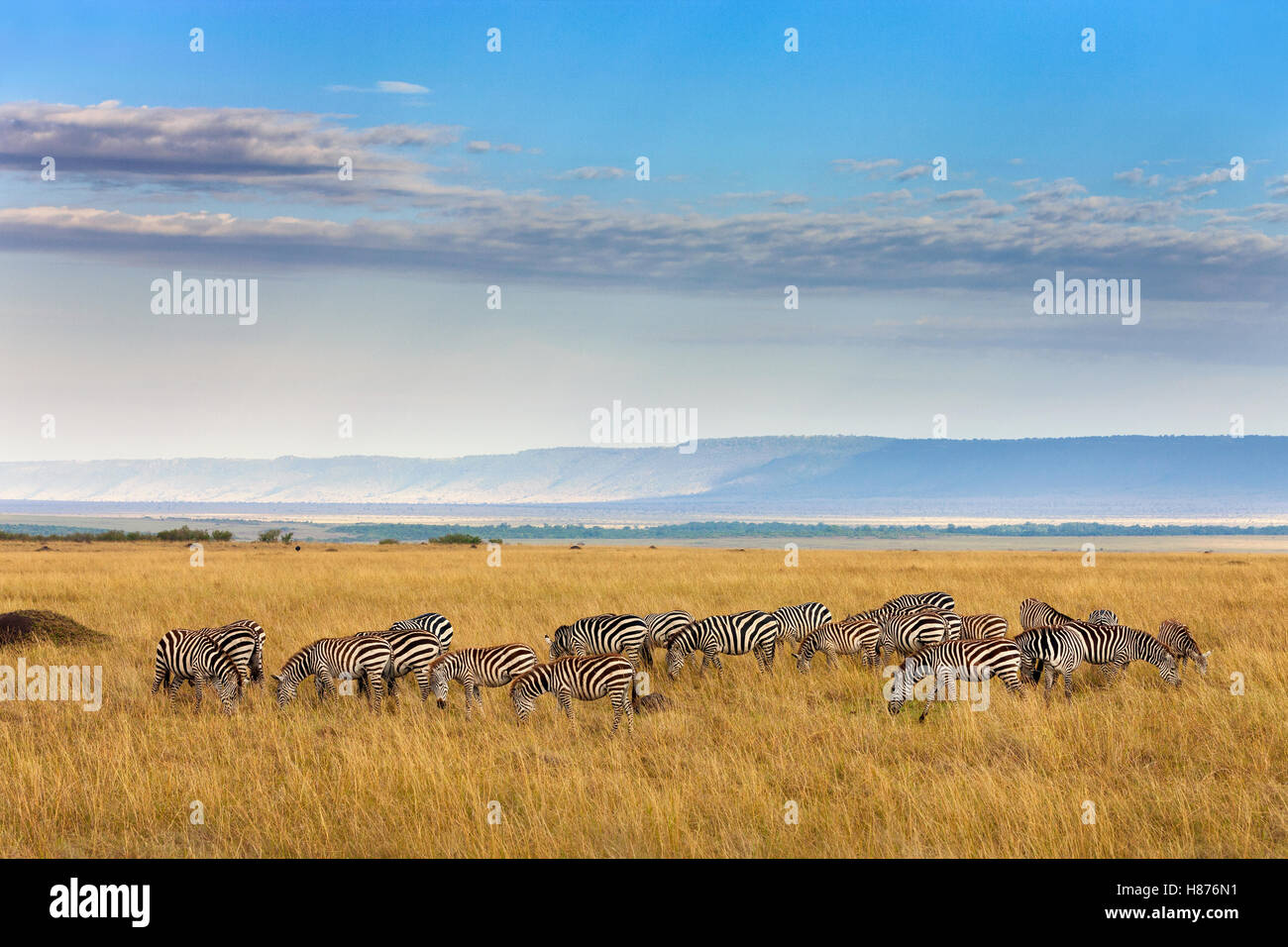 Burchell's Zebra (Equus burchellii) herd grazing in savanna, Masai Mara, Kenya Stock Photo - Alamy