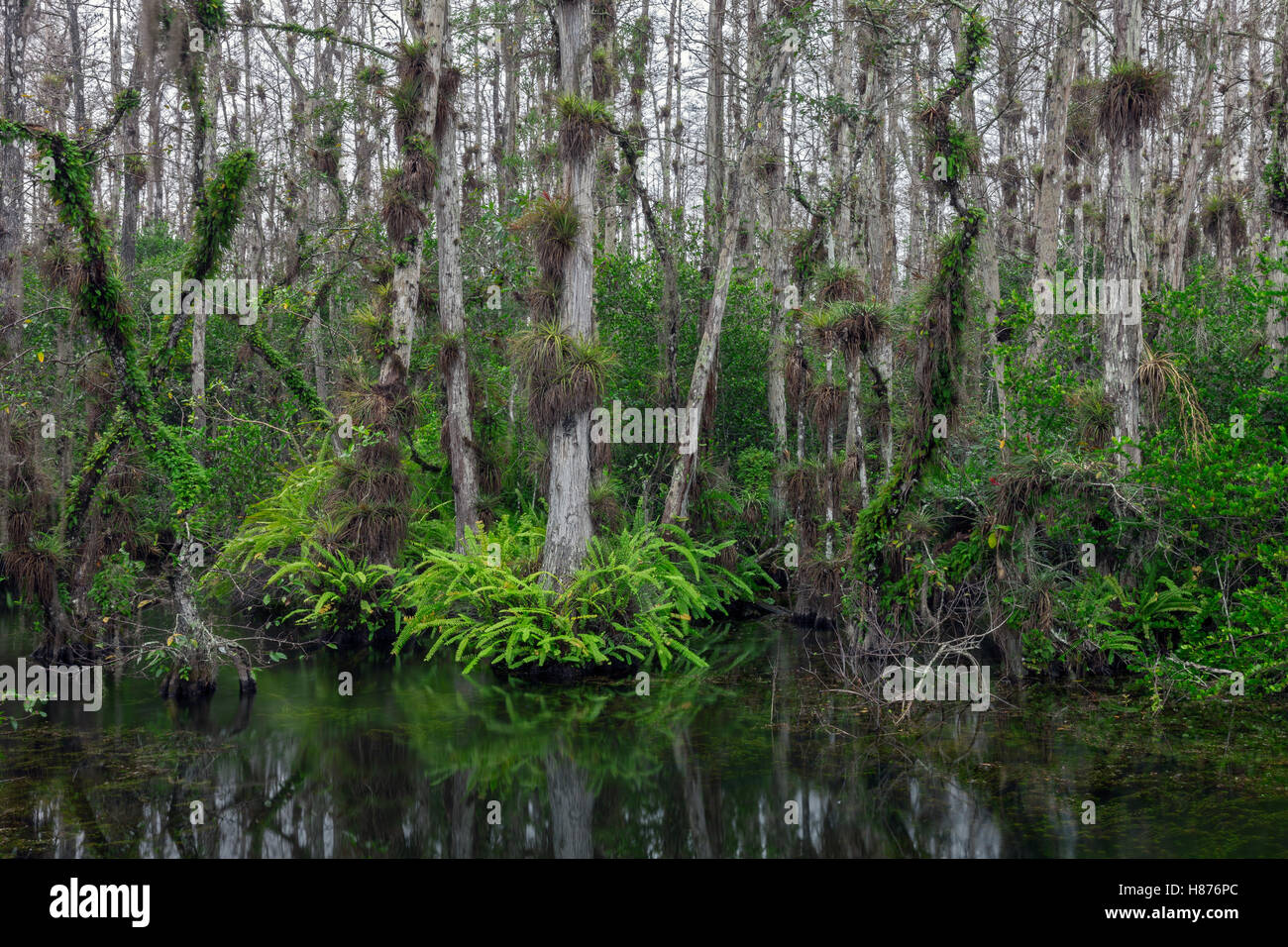 Bald Cypress (Taxodium distichum) trees in swamp with epiphytes and ...