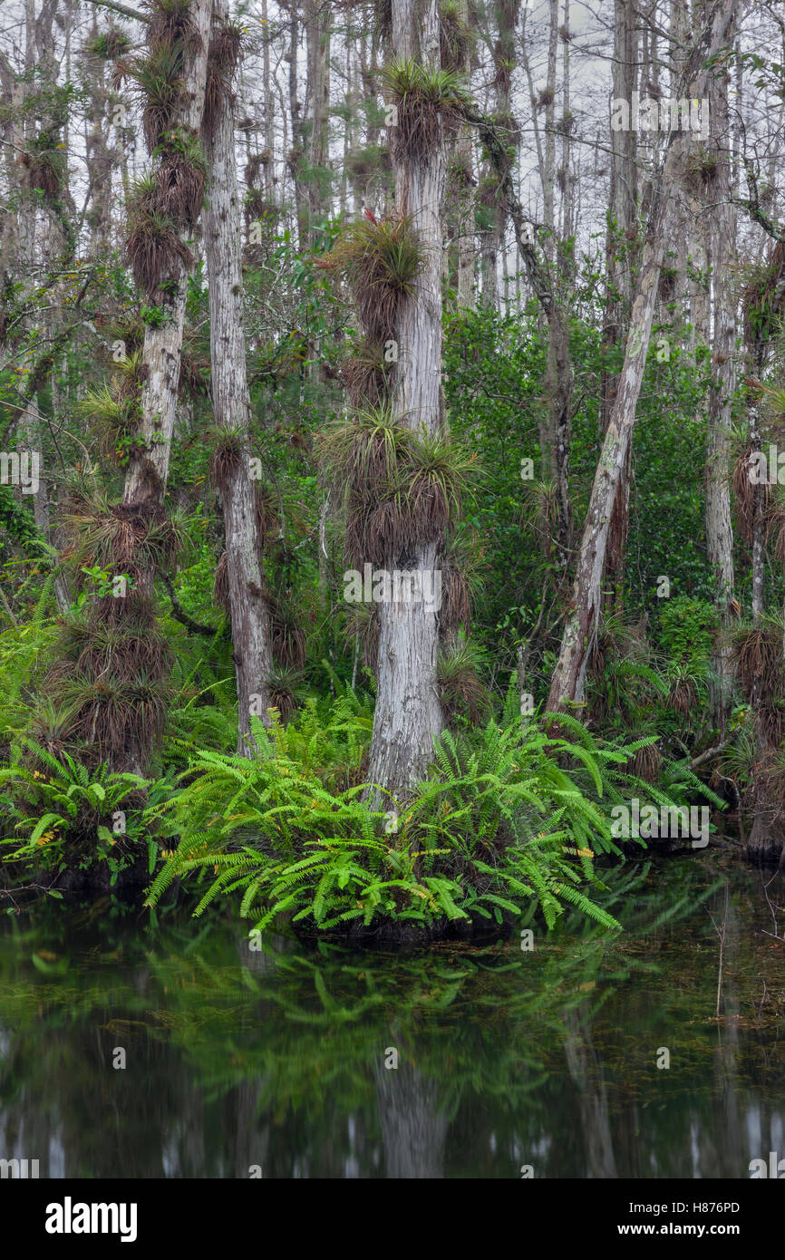 Bald Cypress (Taxodium distichum) trees in swamp with epiphytes and ...