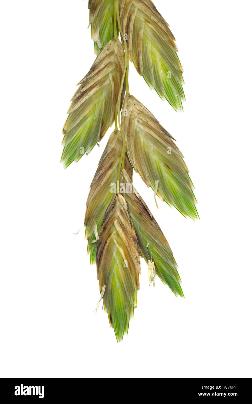 Sea Oats (Uniola paniculata) spikelets, Florida Stock Photo - Alamy