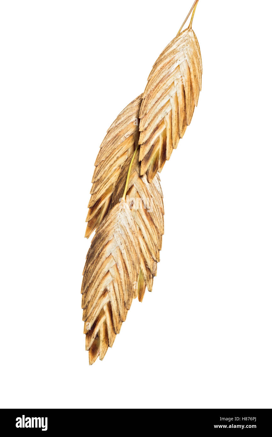 Sea Oats (Uniola paniculata) spikelets, Florida Stock Photo - Alamy
