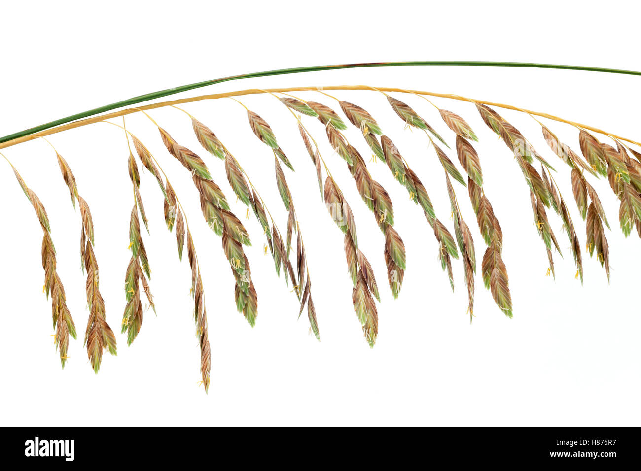 Sea Oats (Uniola paniculata) seeds, Florida Stock Photo - Alamy