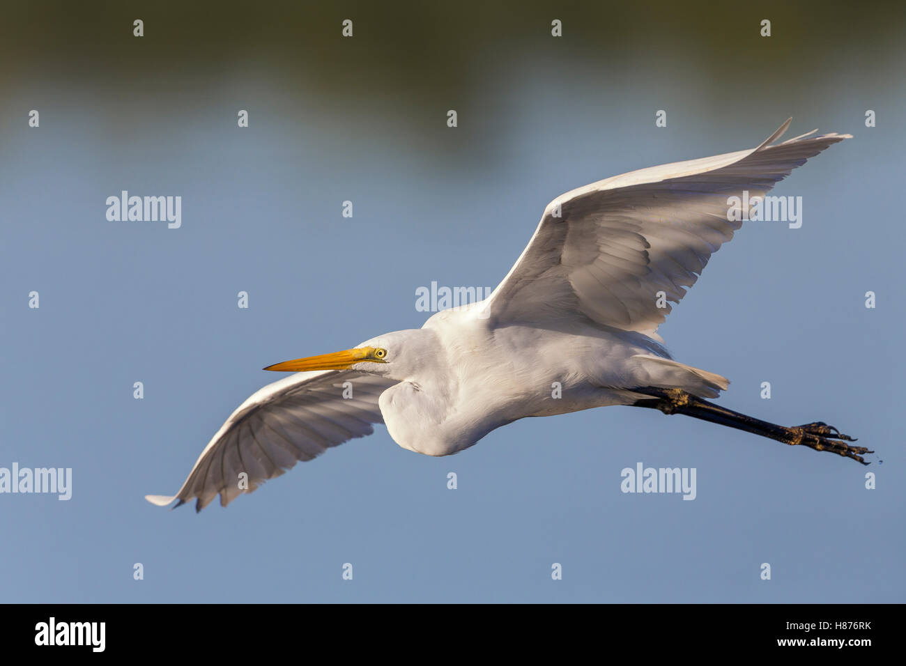 Great Egret (Ardea alba) flying, Sanibel Island, Florida Stock Photo ...