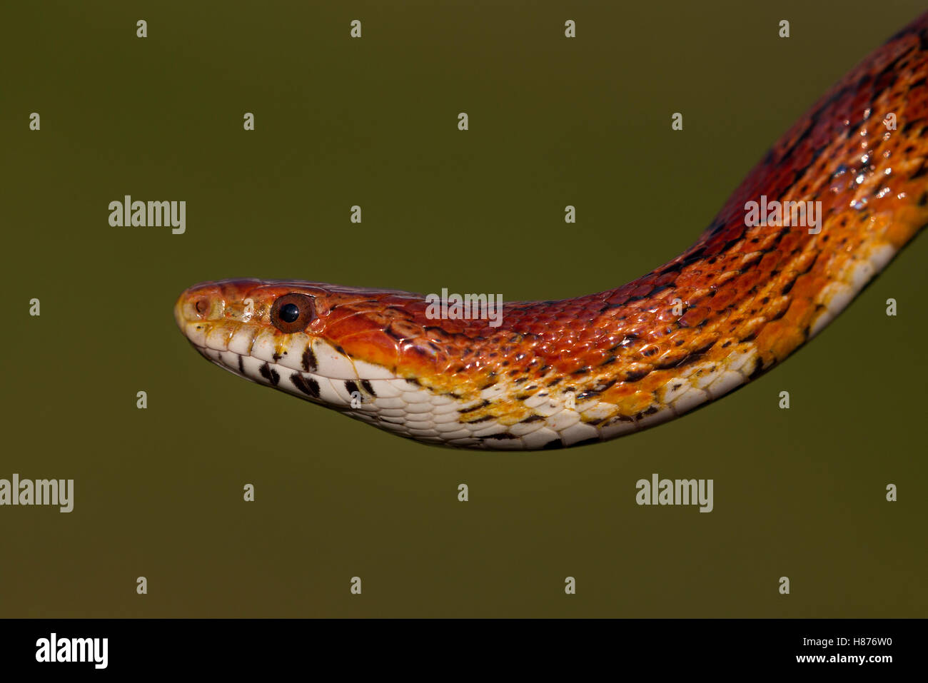 Cornsnake (Elaphe guttata), Everglades National Park, Florida Stock ...