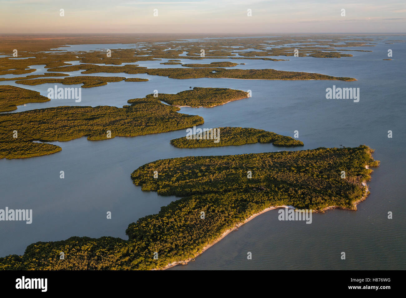 Mangrove (Avicennia sp) islands, Ten Thousand Islands, Everglades ...