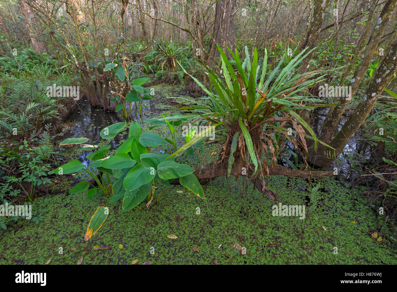 Swamp, Corkscrew Swamp Sanctuary, Florida Stock Photo - Alamy