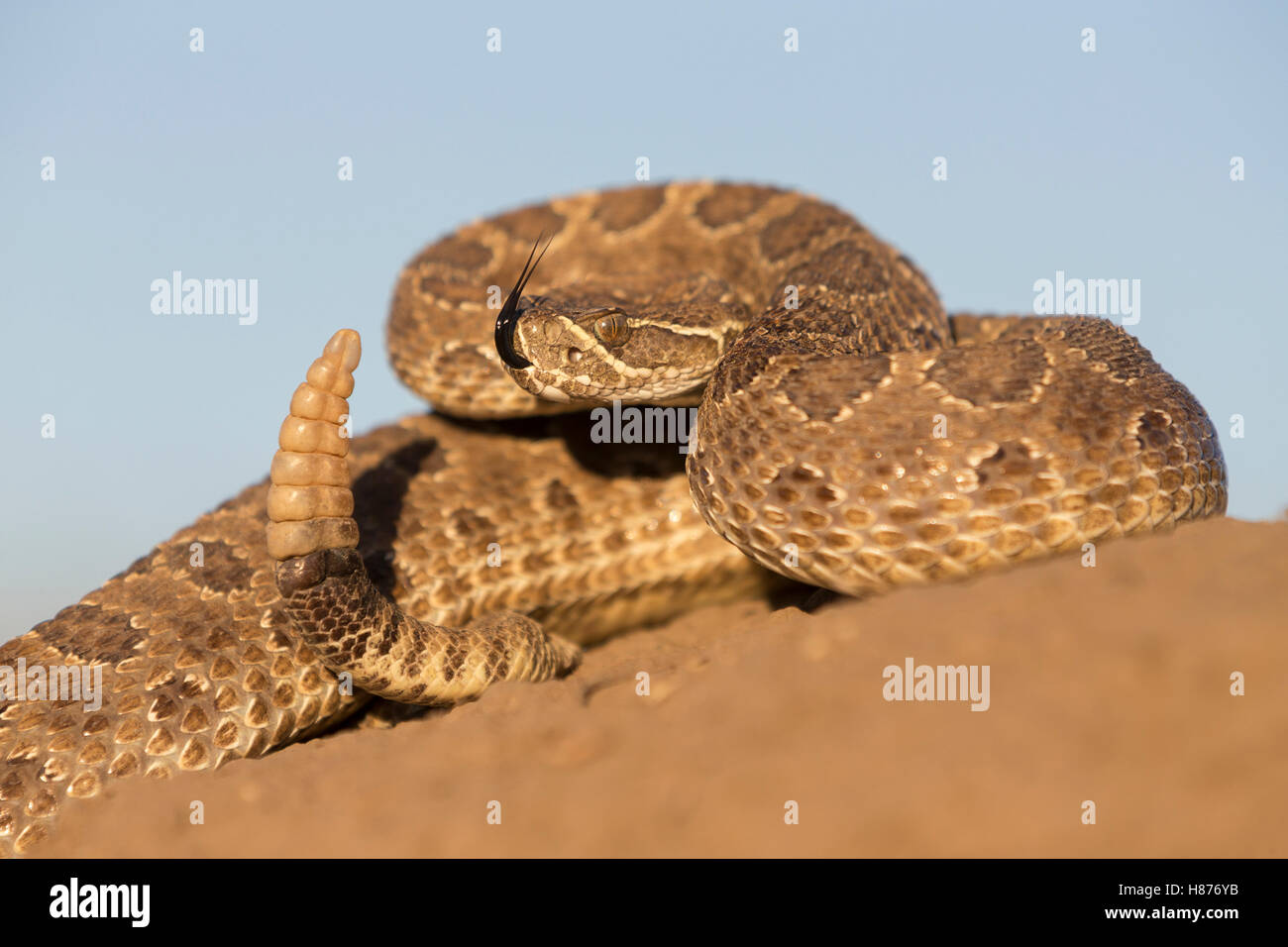 Prairie Rattlesnake (Crotalus viridis viridis) in defensive posture ...