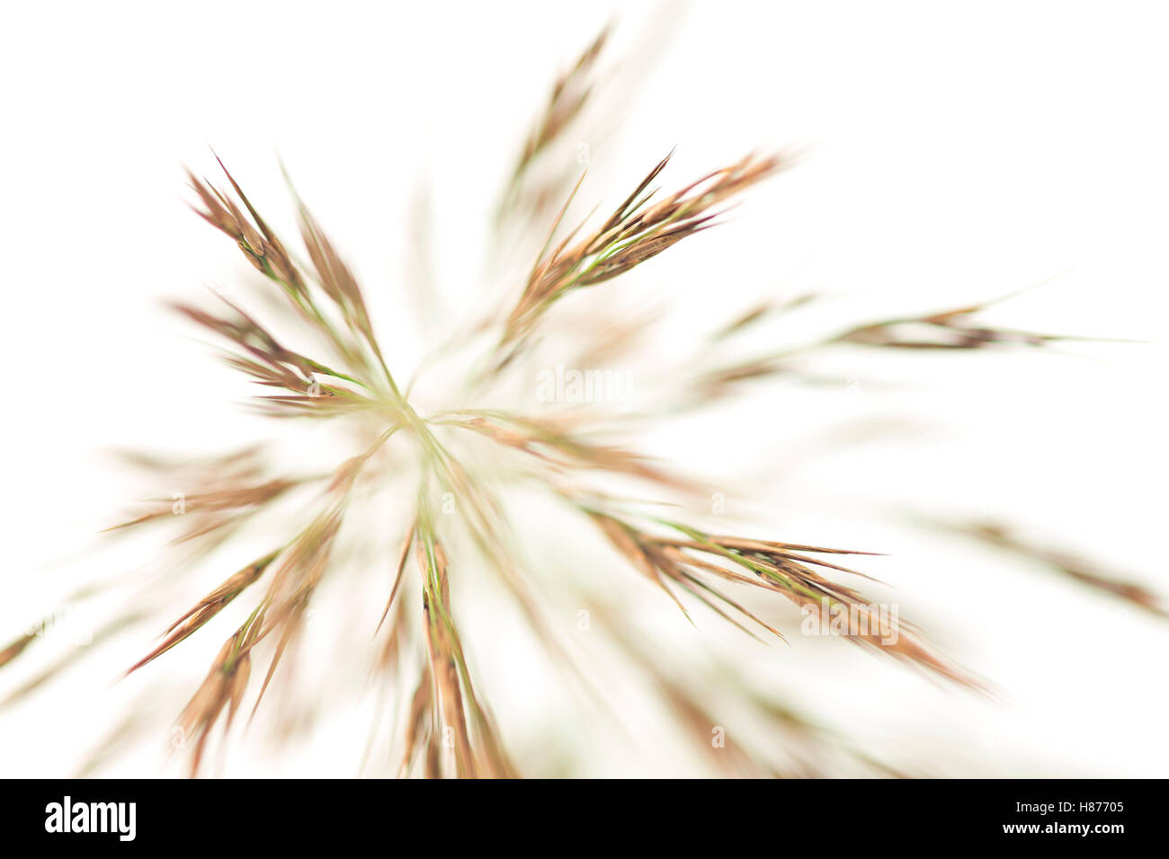 Common Reed (Phragmites australis) seeds, Camargue, France Stock Photo ...