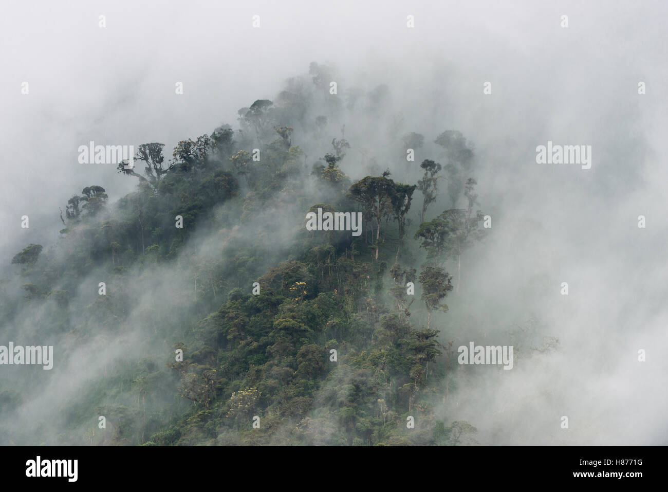Cloud forest canopy, Andes, Ecuador Stock Photo - Alamy
