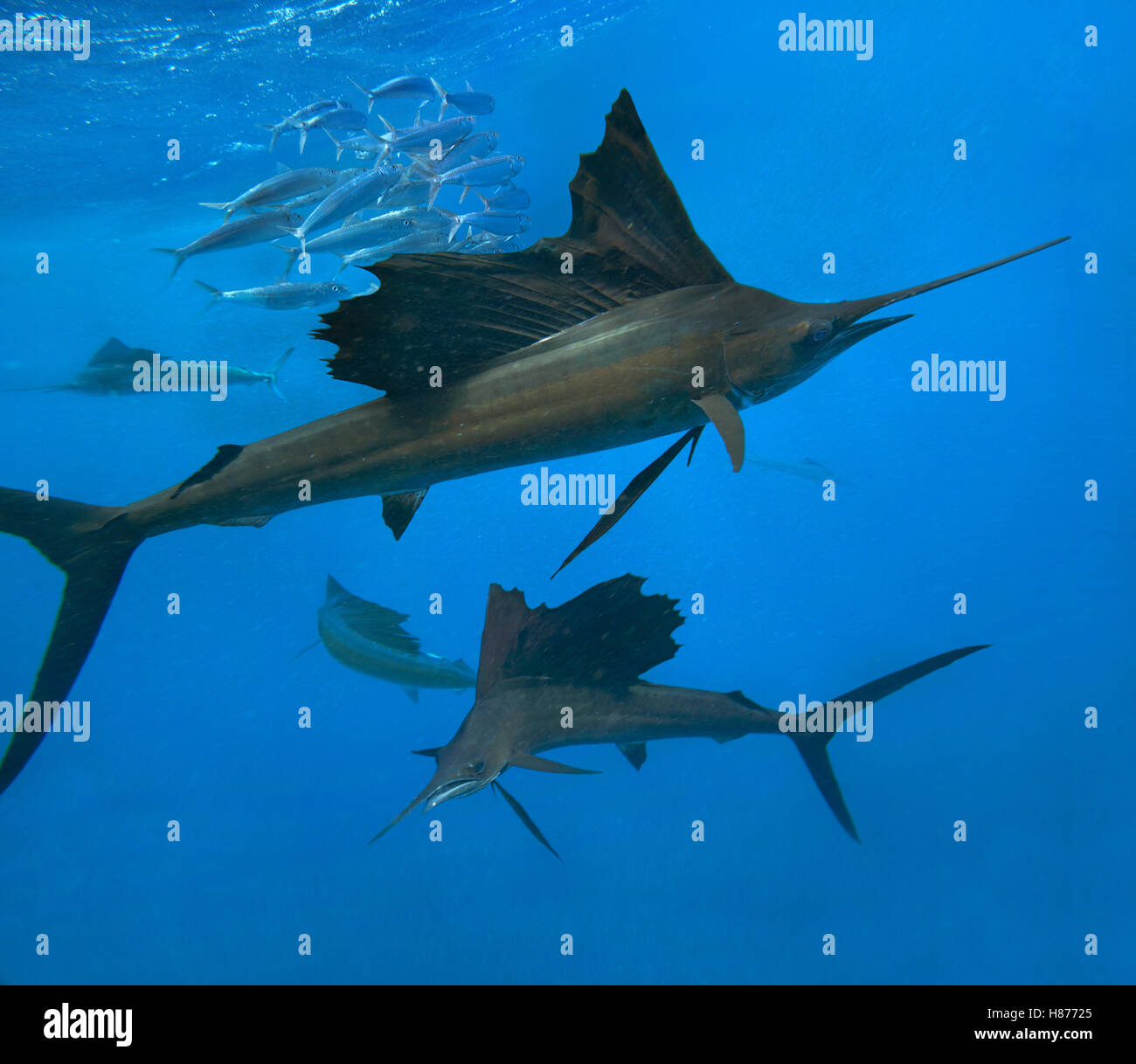 Atlantic Sailfish (Istiophorus albicans) group hunting Round Sardinella ...