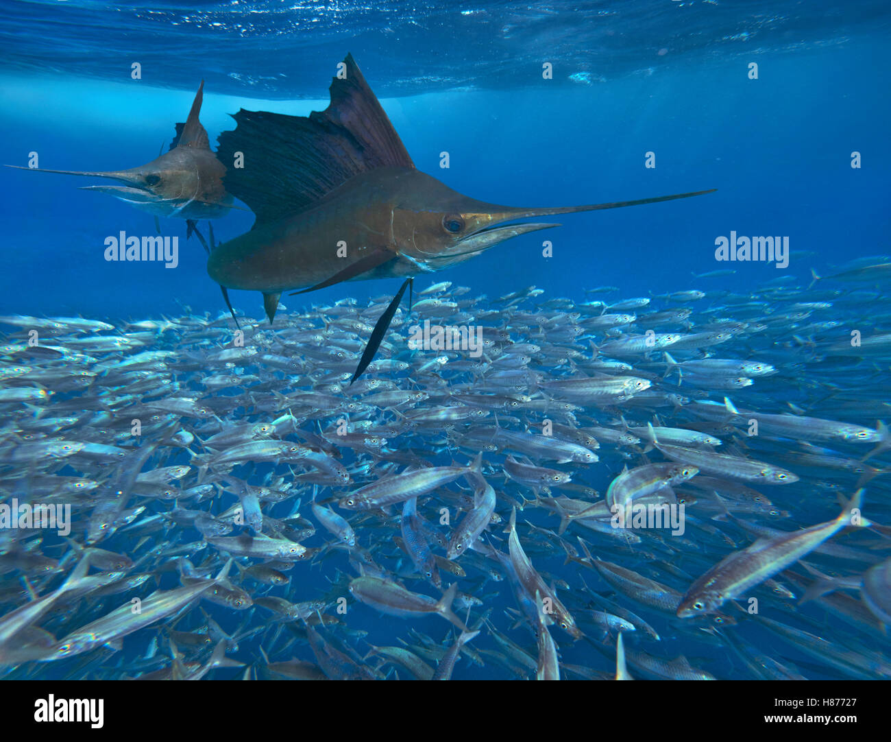 Atlantic Sailfish (Istiophorus albicans) group hunting Round Sardinella ...