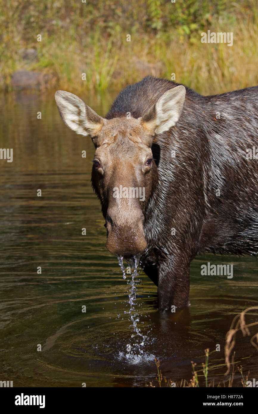 A cow moose grazing in a pond in Algonquin Park in Canada Stock Photo ...