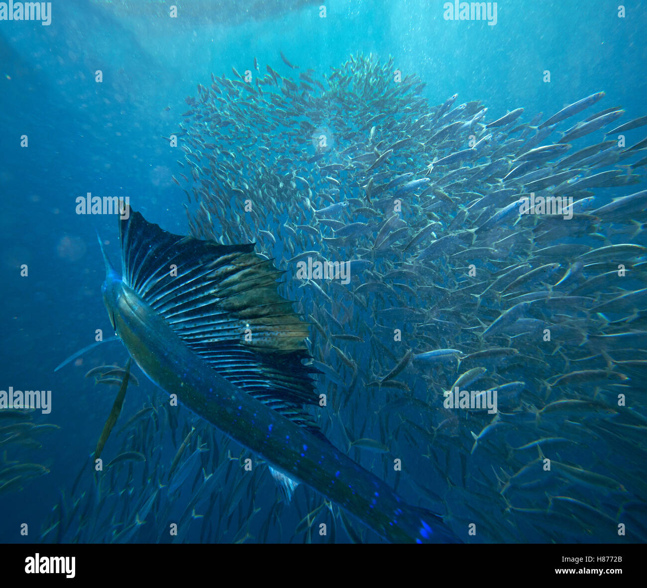 Atlantic Sailfish (Istiophorus albicans) hunting Round Sardinella ...