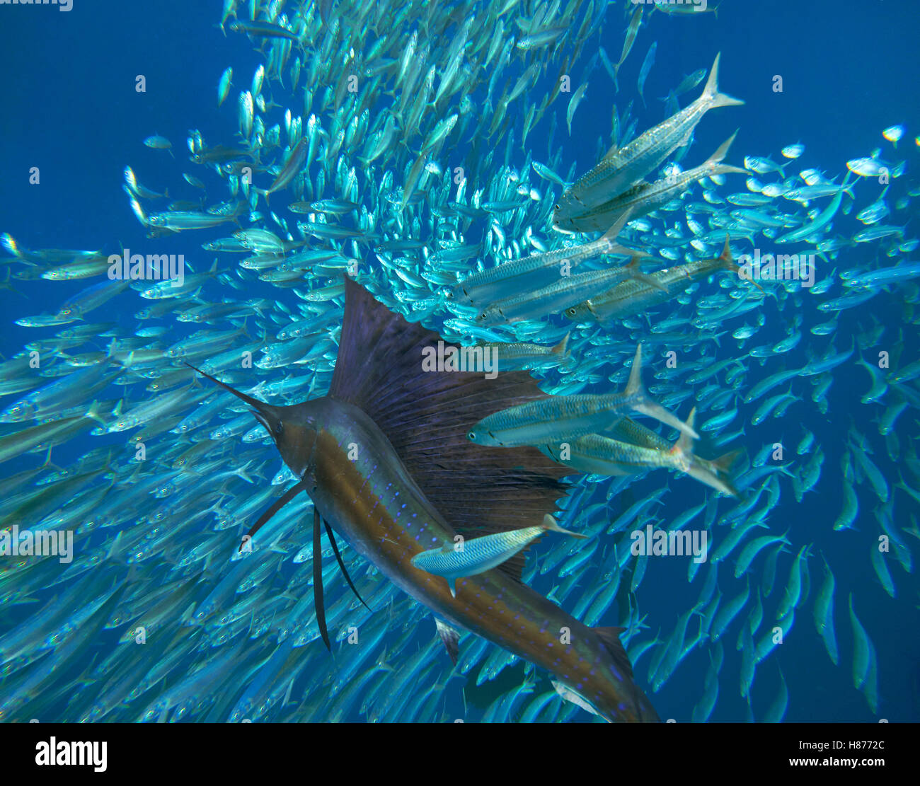 Atlantic Sailfish (Istiophorus albicans) hunting Round Sardinella ...